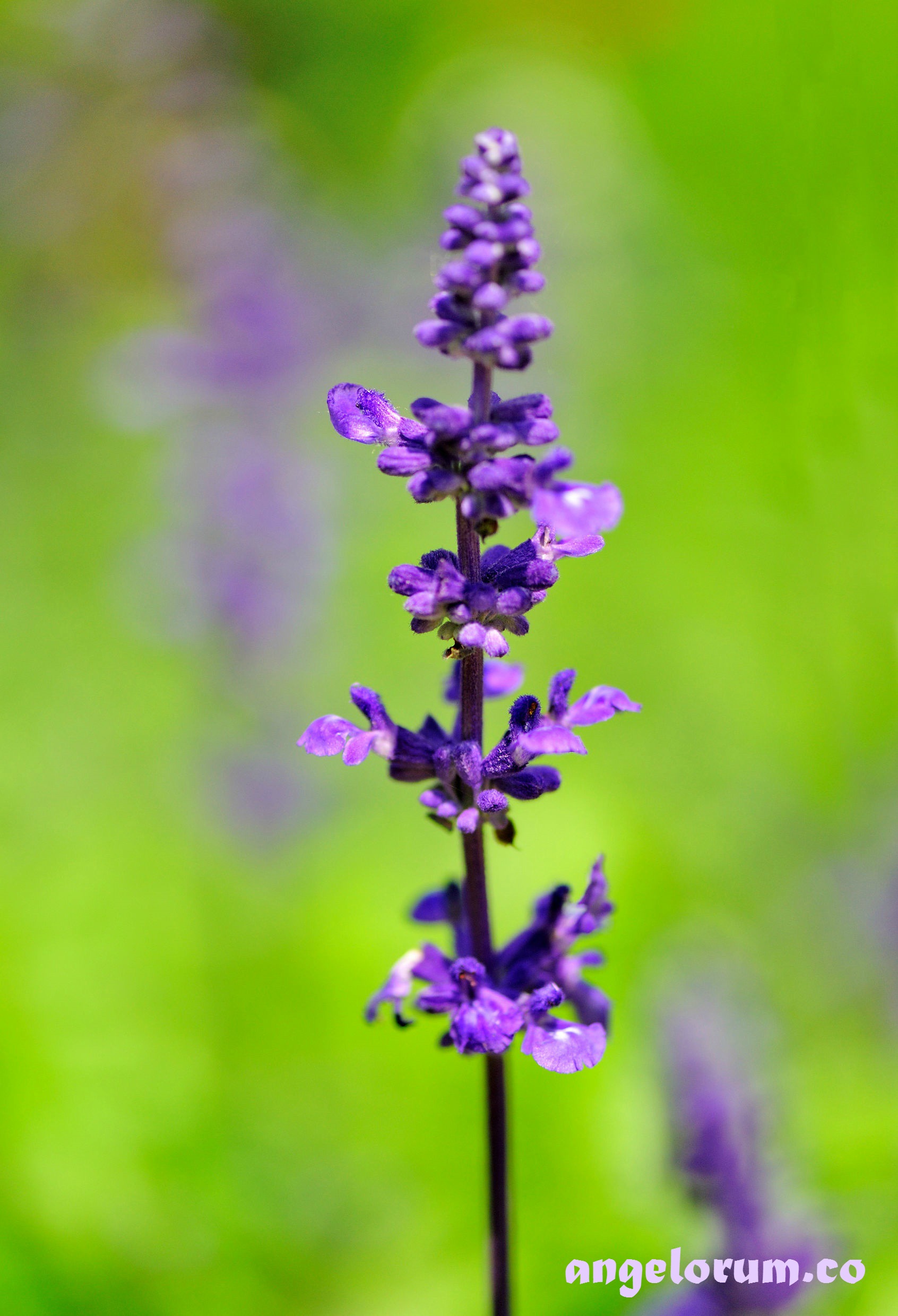10 Amazing Uses for Lavender