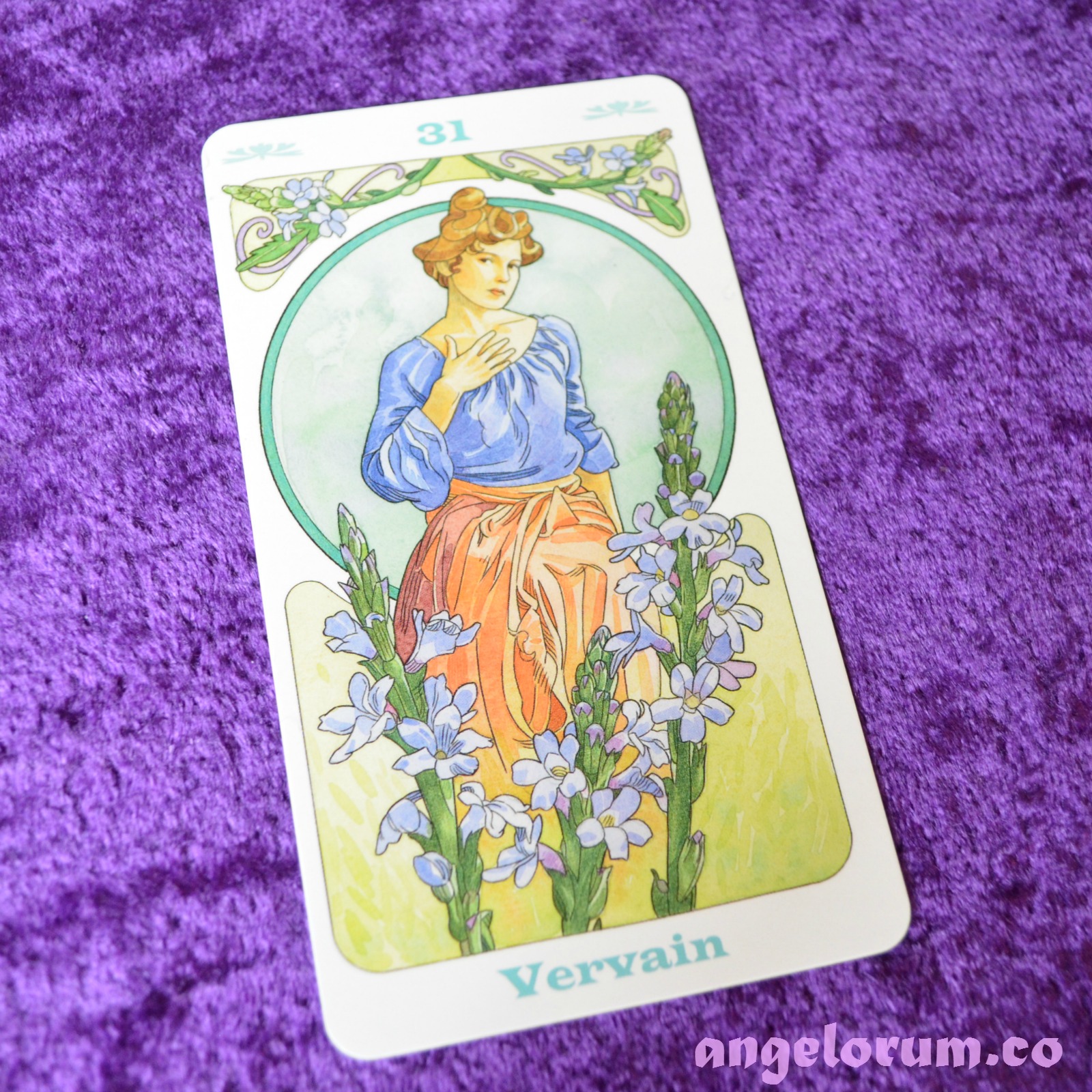Vervain